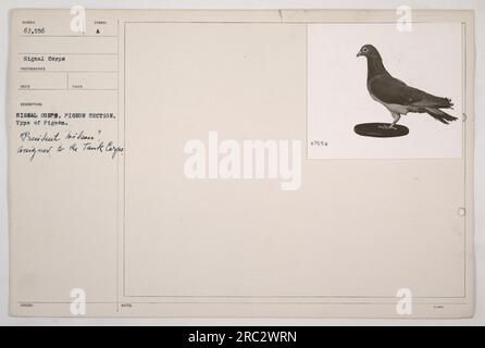 A member of the Signal Corps Pigeon Section taking a photograph during World War One. The photo ...