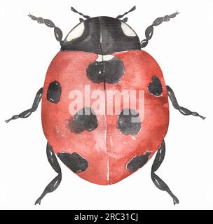 Watercolor ladybug illustration, cute red bugs Red insect Stock Photo ...