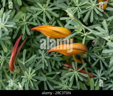 Lotus eremiticus (Fabaceae), horn clover endemic to La Palma. Spain ...