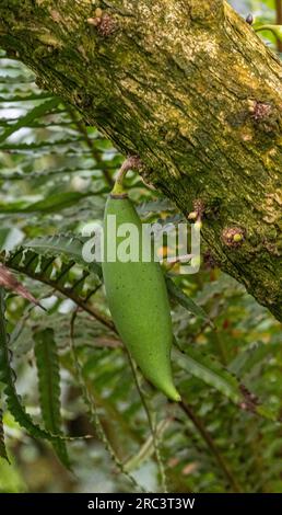 Amphitecna macrophylla, commonly known as black calabash or chaff-bush ...