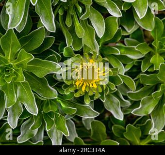 Close-up shot of Asteriscus sericeus, the Canary Island daisy, a ...