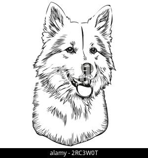 American Eskimo dog vector graphics, hand drawn pencil animal line ...