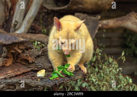 Golden brushtail possum eating grass. The color is a genetic mutation ...