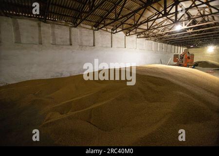 Piles of wheat grains at mill storage or grain elevator. The main ...