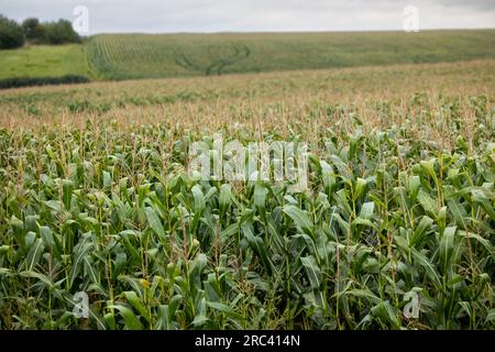Corn field at the beginning of the summer season. High quality photo ...