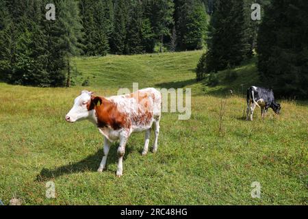 German Black Pied cattle (Deutsche schwarzbunte) cattle breed in ...