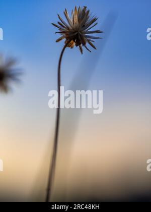 Close-up the seed of a Tridax Daisy flower when withering Stock Photo ...
