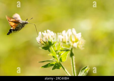 Side view of hummingbird hawk moth hovering in air while feeding nectar ...