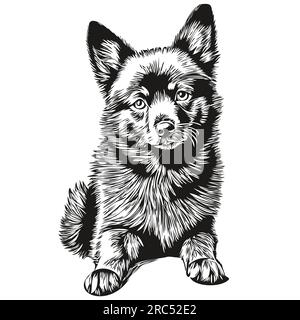 Schipperke dog drawing, vintage animal illustration vector Stock Vector ...