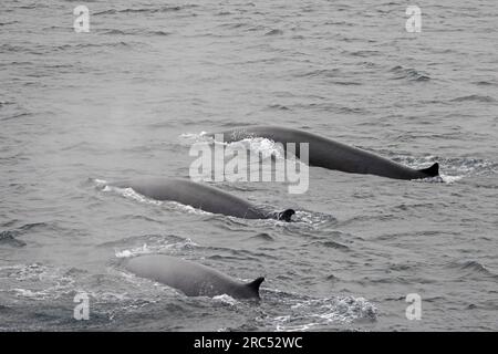 Fin whales / finback whale pod / common rorquals (Balaenoptera physalus) group surfacing and ...