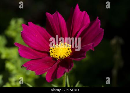 Red Cosmos Daisy Stock Photo - Alamy