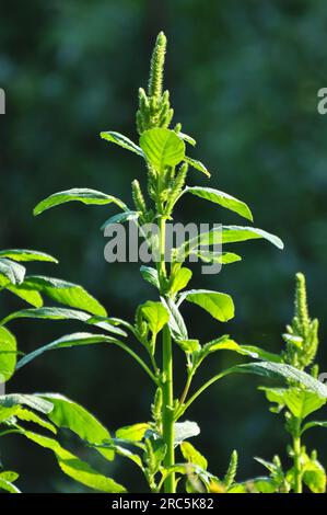 Amaranthus retroflexus is a species of common weed in the family ...