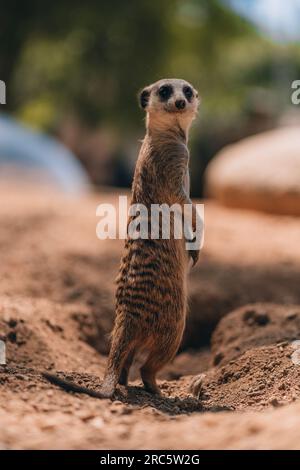 Curious meerkat looking around, close up Stock Photo - Alamy
