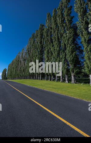 Row of Adult Poplar Trees as Wind Breakers Stock Photo - Alamy