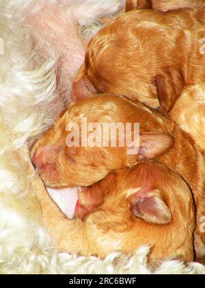 Puppy Dog breastfeeding Stock Photo - Alamy