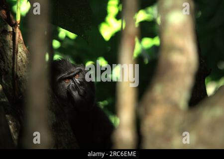 A crested macaque (Macaca nigra) stares at camera as it is photographed ...