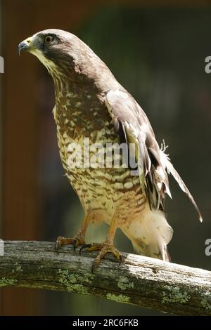 Broad-winged hawk sitting on a tree branch Stock Photo - Alamy