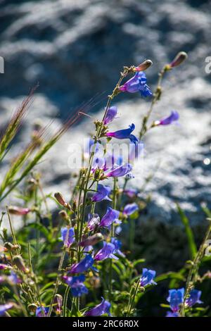 Donnell Vista is a beautiful vista point below Sonora Pass in the ...
