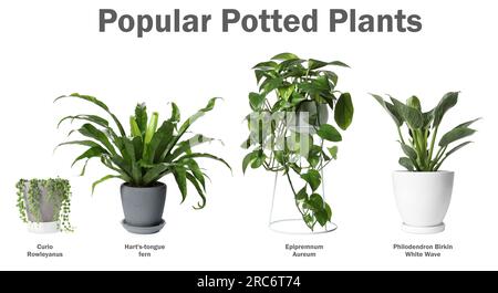Set of many different popular potted plants with names on white ...