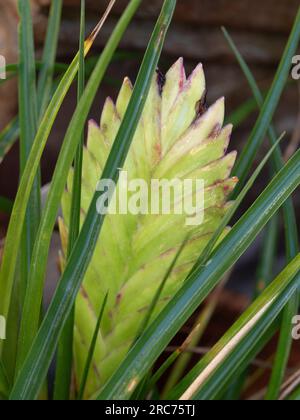 Pink quill plant paddle like bracts and green blade-like leaves closeup ...
