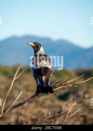 View from behind an Australian magpie perched atop a wooden fence post ...