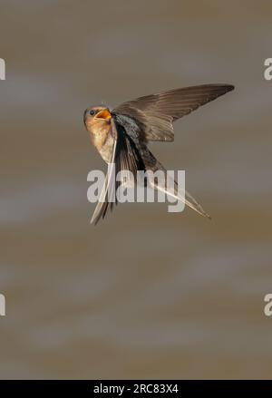 The welcome swallow (Hirundo neoxena) is a small passerine bird in the ...