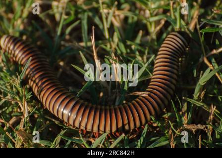 Shongololo, the largest extant species of millipede, crossing a kikuyu ...