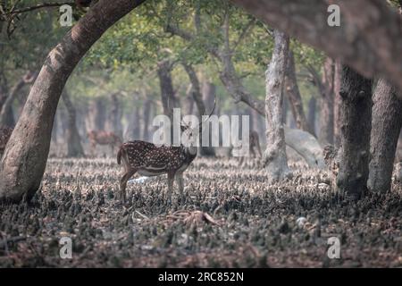 The chital (Axis axis), also known as spotted deer, chital deer, and ...