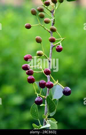 Detail of the leaves and fruits of mahaleb cherry (Prunus mahaleb ...