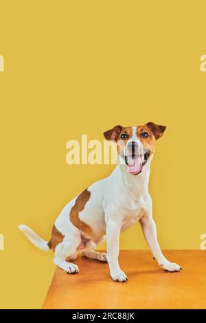 Portraite of Happy surprised dog. Top of head of Jack Russell Terrier ...