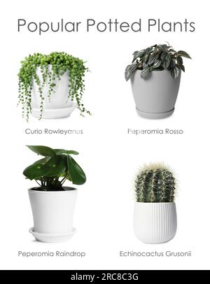 Set of many different popular potted plants with names on white ...