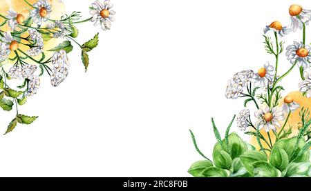 Frame of plantago broadleaf medicinal plant watercolor illustration ...