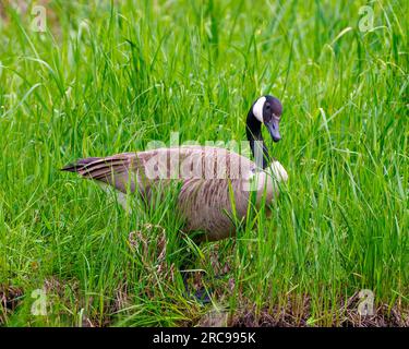 Canada Geese close-up side view, swimming on the lake in its ...