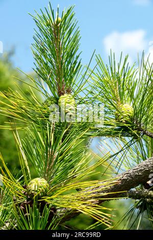 Chinese Pine, Pinus hwangshanensis, Huangshan Pine Stock Photo - Alamy
