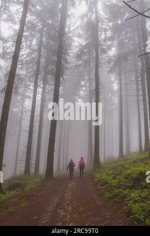 Dark forest shrouded in a desolate grey mist awakens to life in the ...