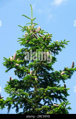 greek fir (Abies cephalonica), branches with male flowers, Greece Stock ...