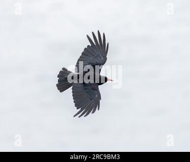Red-billed Chough at South Stack Anglesey Wales UK Stock Photo - Alamy