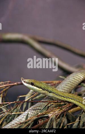 Baron's green racer / Philodryas baroni Stock Photo - Alamy