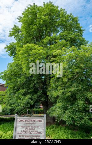 Largest registered Ohio Buckeye Tree in the United States and growing ...