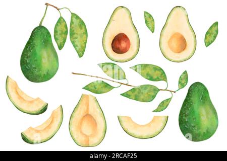 Watercolor avocado whole and cut fruit, garlic bulb, clove and red ...