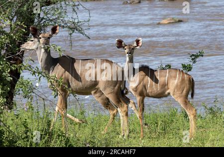 Greater Kudu are large antelope that prefer to live in thicker bush ...