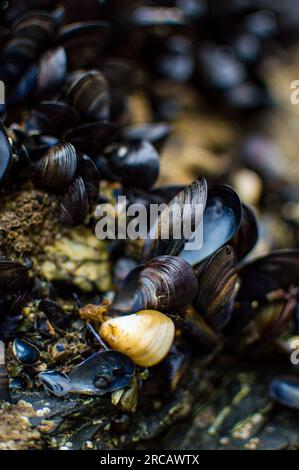 Beds of Mussels at the Beach, Cornwall, England, UK Stock Photo - Alamy