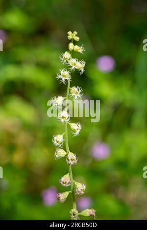 Close up of bigflower tellima (tellima grandiflora) flowers in bloom ...