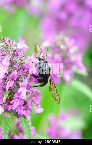 Insect with pollen, summer, Germany Stock Photo - Alamy