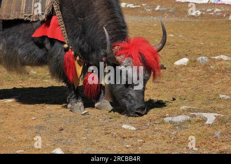 Red decorated yak photographed in Gokyo, Nepal Stock Photo - Alamy