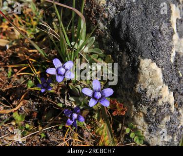 Little purple autumn flowers photographed in the Everest National Park ...
