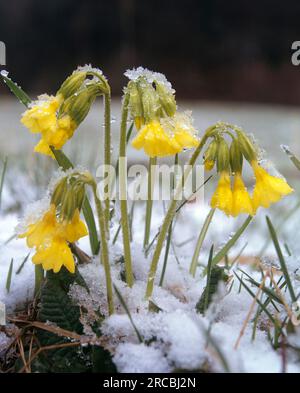 True oxlip (Primula elatior), forest cowslip, primrose, spring, April ...