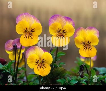 Common pansy (Viola tricolor), Pansy Stock Photo - Alamy