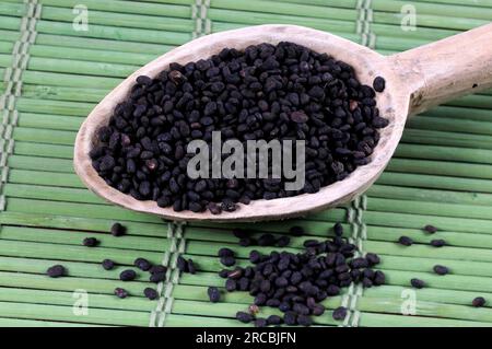 Fruits of the Malay chickpea (Psoraleae fructus Stock Photo - Alamy