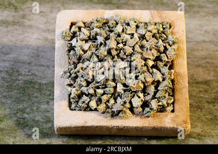 Burzel Thorn Fruit (Tribuli Fructus Stock Photo - Alamy